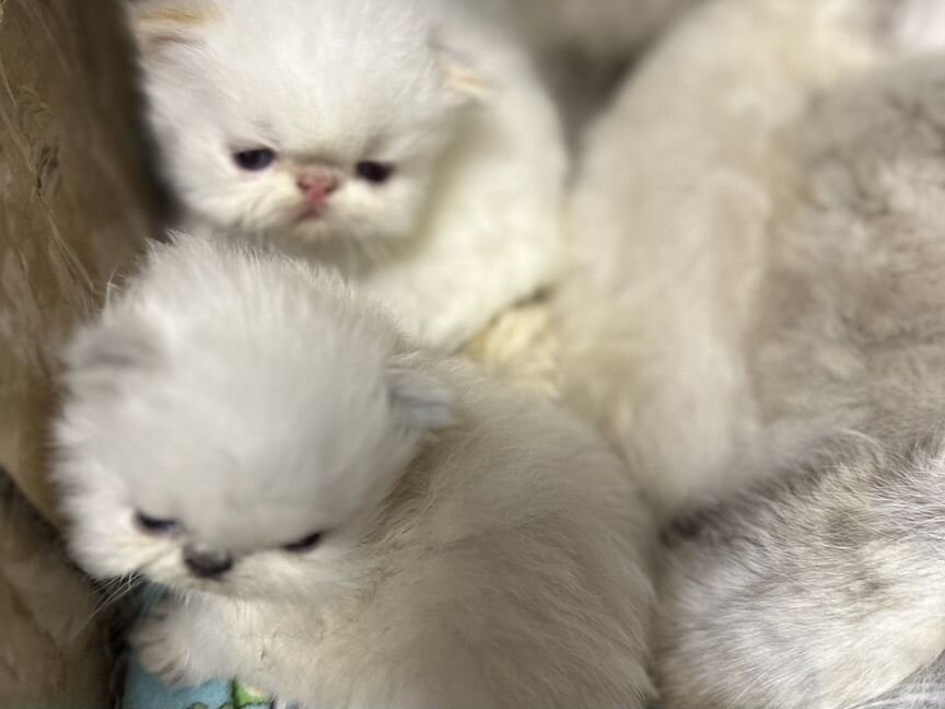 Персидские котята