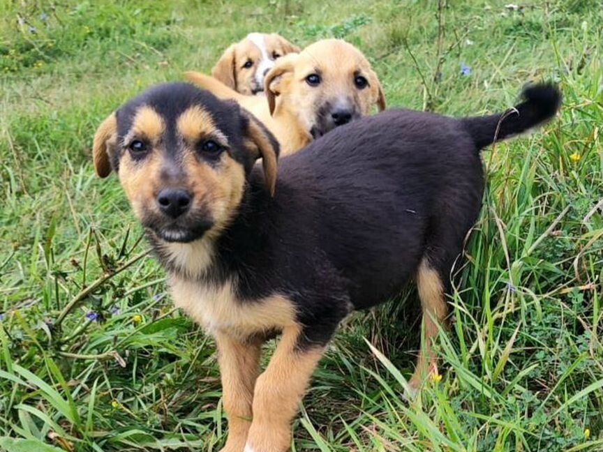 Щенок девочка, около 3 месяцев