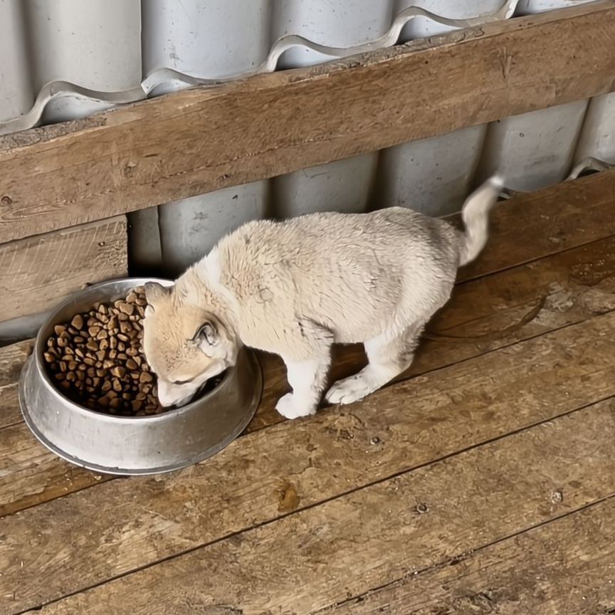 Западносибирская лайка, щенок