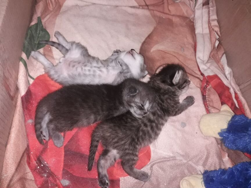 Шотландский вислоухий кот