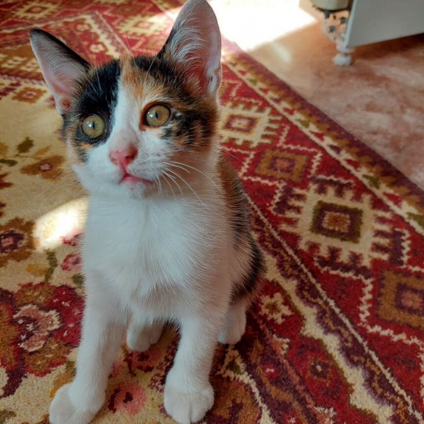 Котодеточка в ответственные ручки
