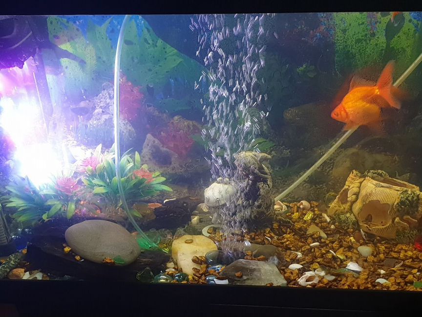Аквариум с рыбками