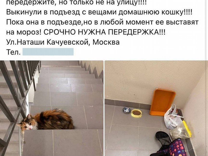 Домашнюю кошку выкинули в подъезд