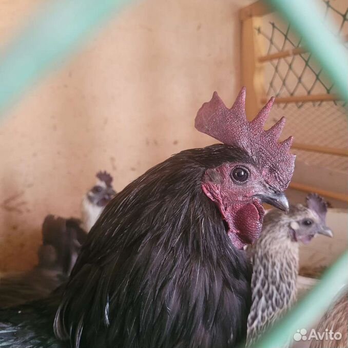 Куры лакеданзи