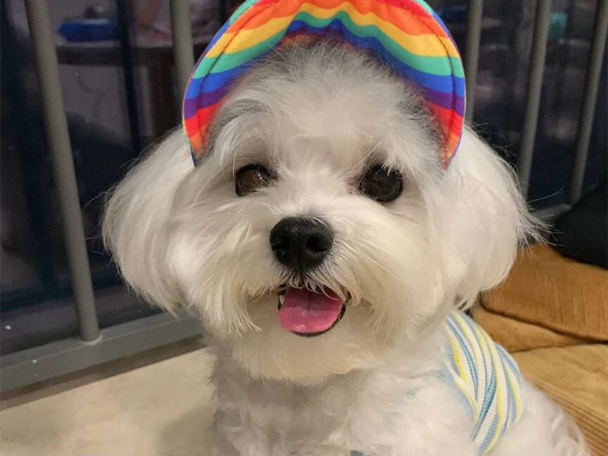 Кепка для собак