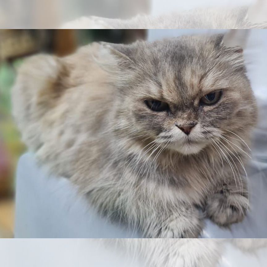 Взрослая кошка в добрые руки