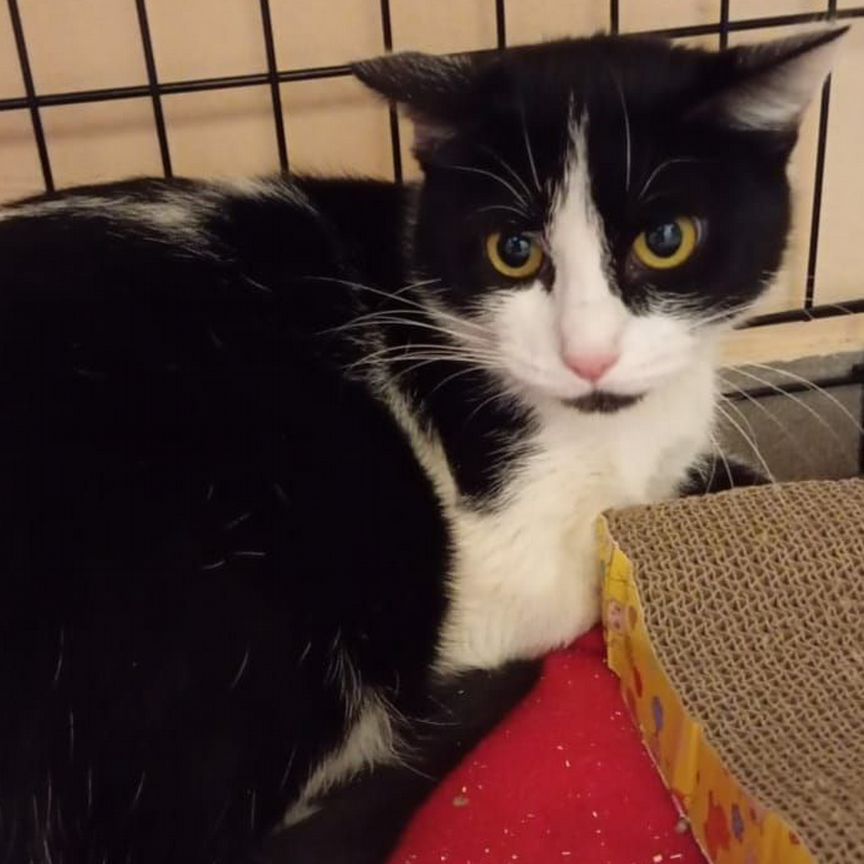 Взрослая кошка в добрые руки