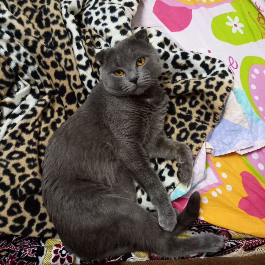 Шотландский вислоухий кот Симба