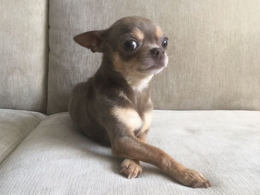 Чихуахуа мини вязка