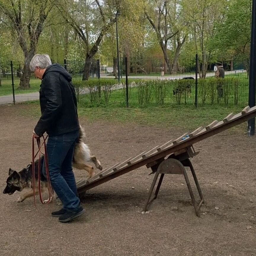 Взрослая собака от частного владельца