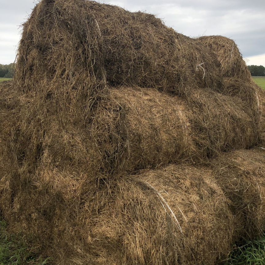 Продам сено в рулонах