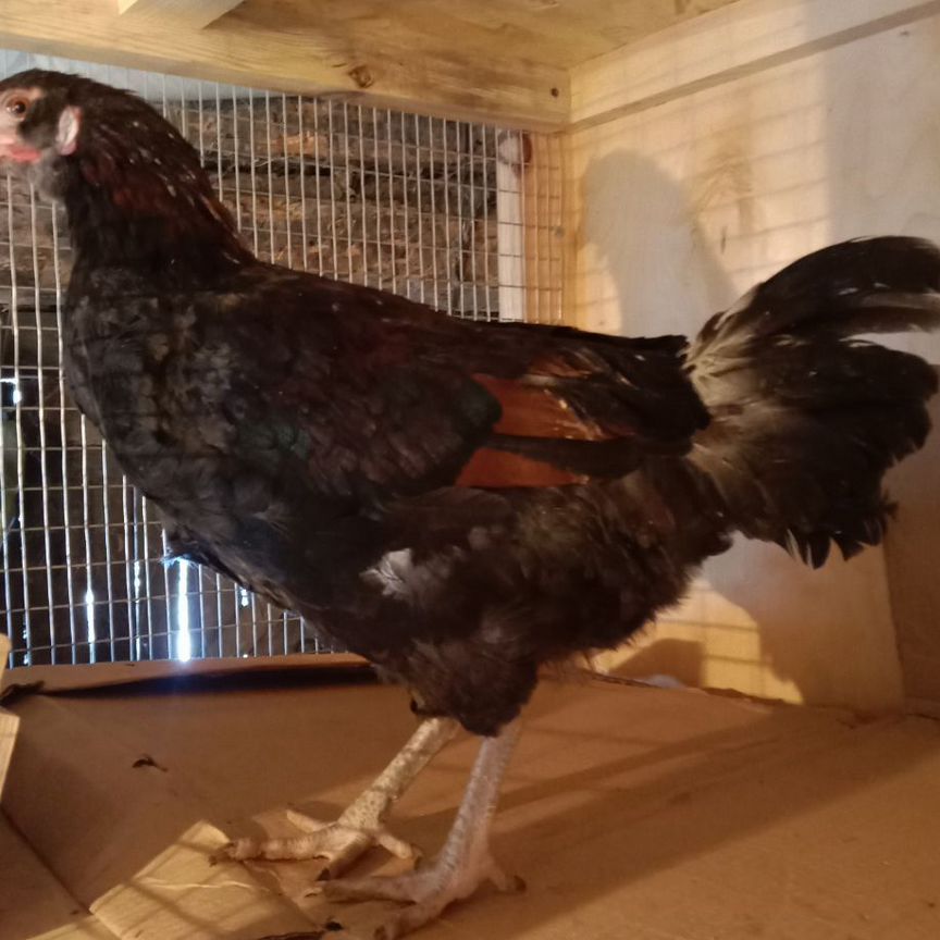 Петухи домашние Амераукана