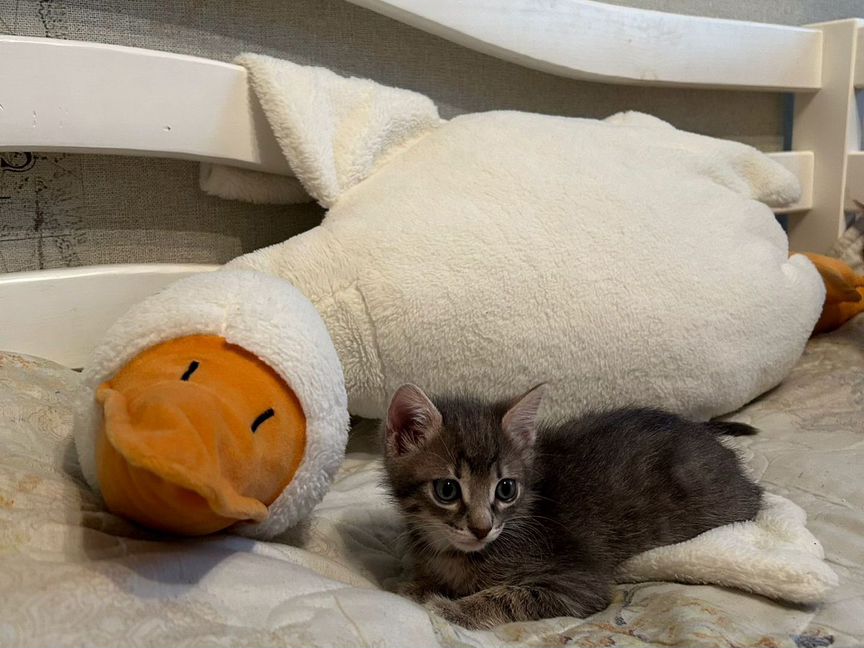 Котята метис донского сфинска
