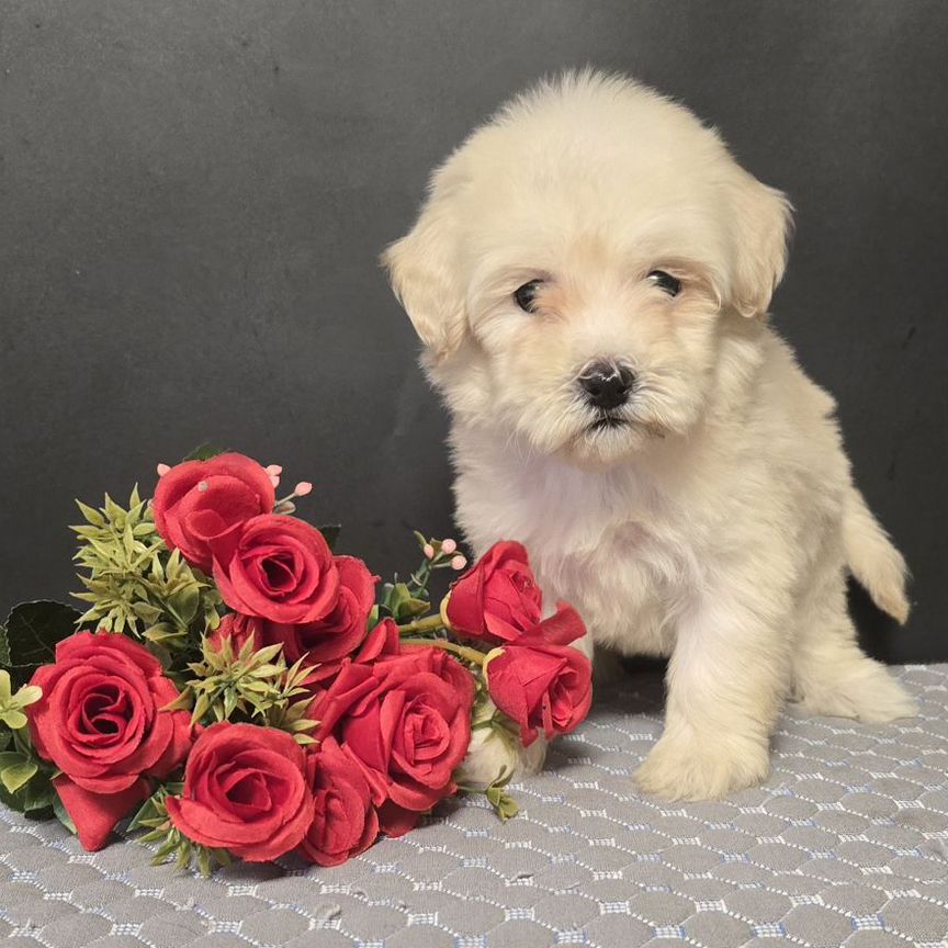 Мальтипу, щенок