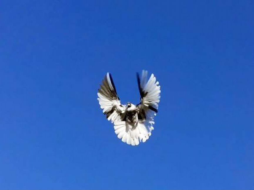 Николаевские голуби