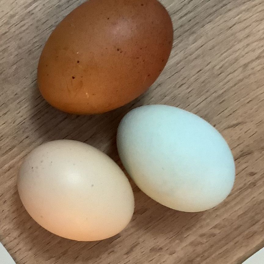 Инкубационное яйцо кур