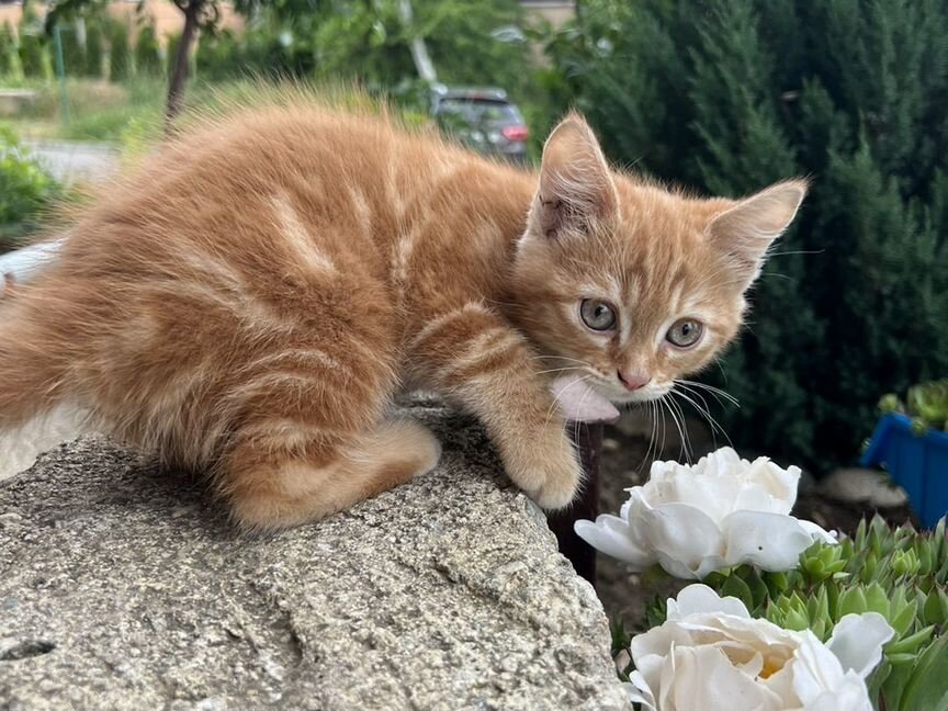 Чудесные тигровые рыжие котята