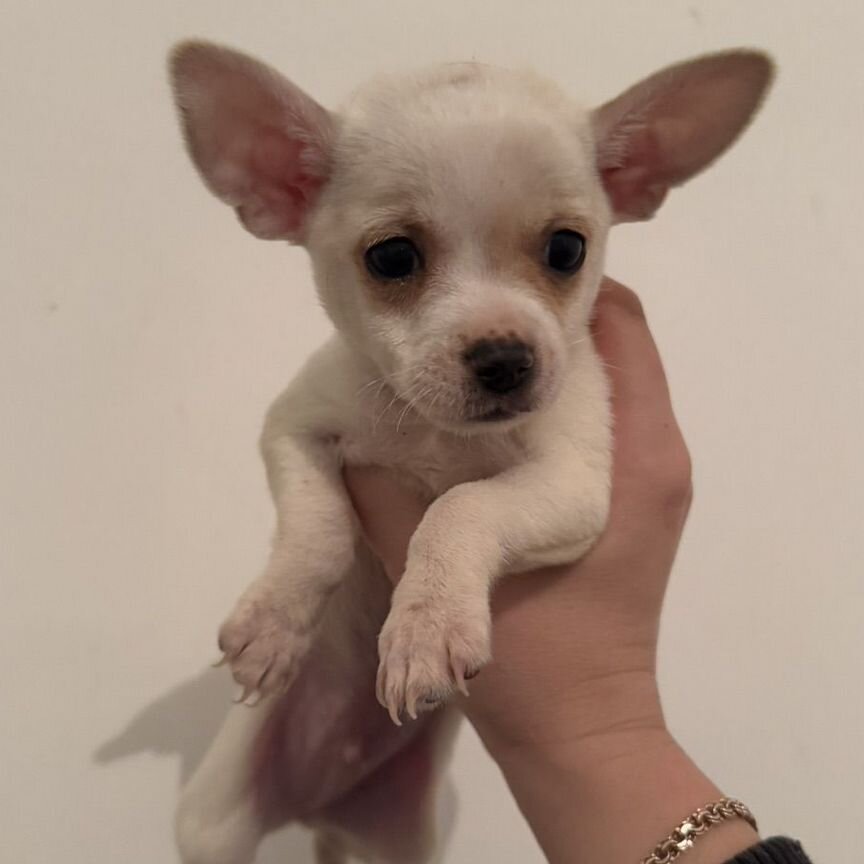 Чихуахуа, щенок