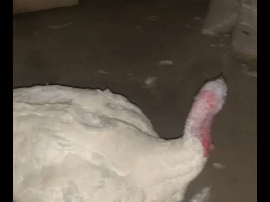 Индюк некондиция