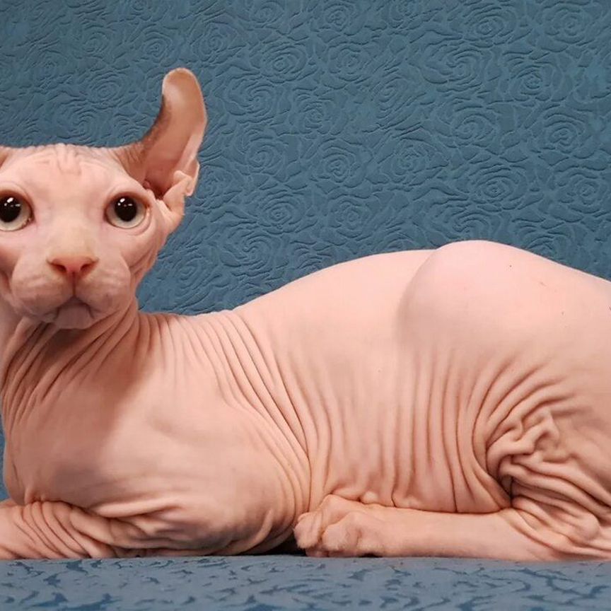 Канадский сфинкс эльф