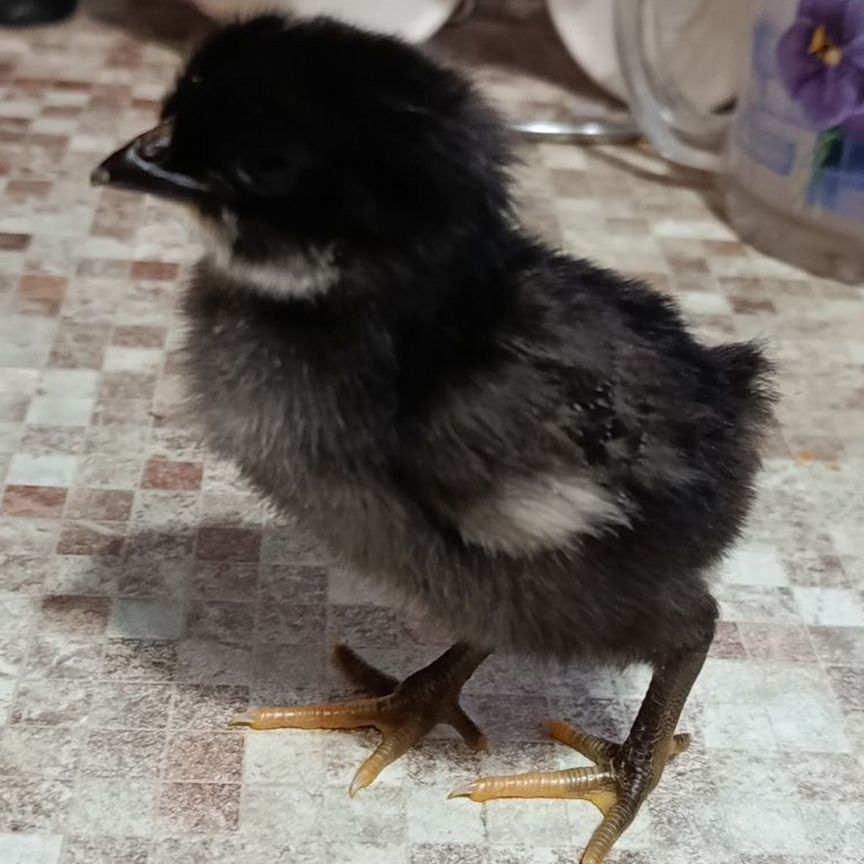 Цыплята суточные