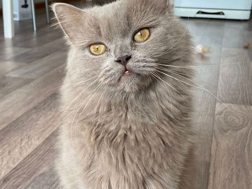 Кот Федя. Тактичный, роскошный красавец