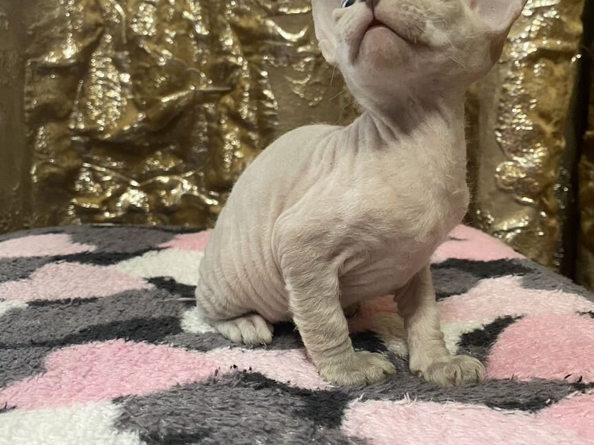 Донской сфинкс котята