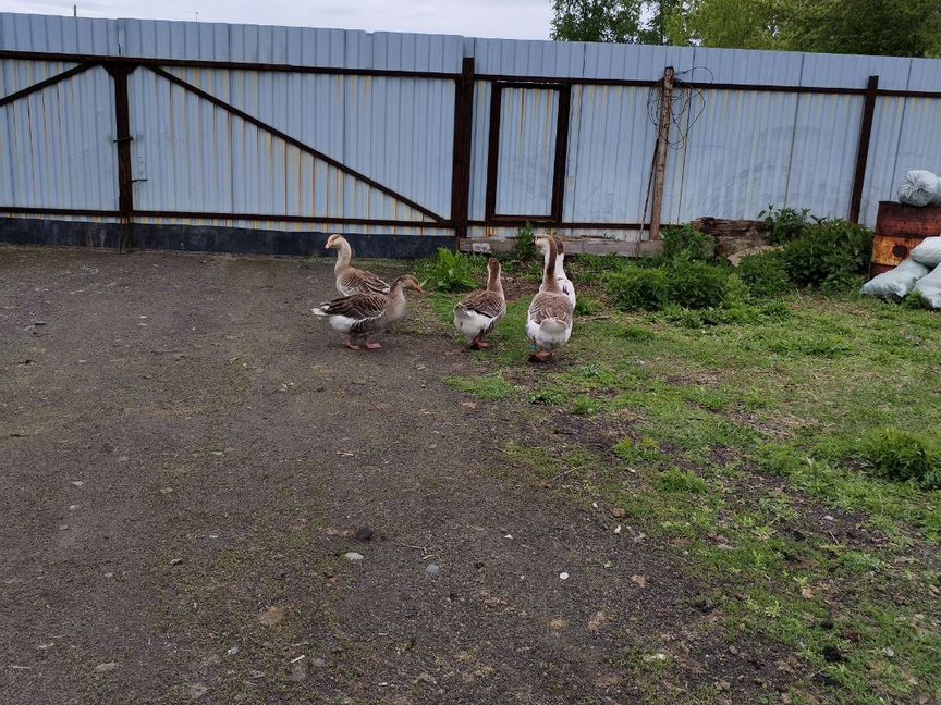 Семья гусей