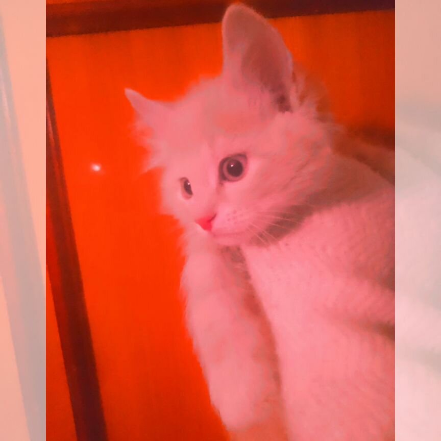 Сибирский котёнок