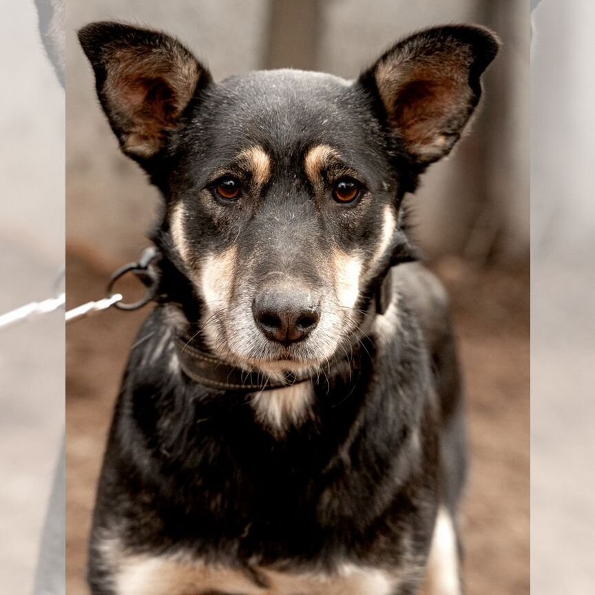 Взрослая собака в добрые руки