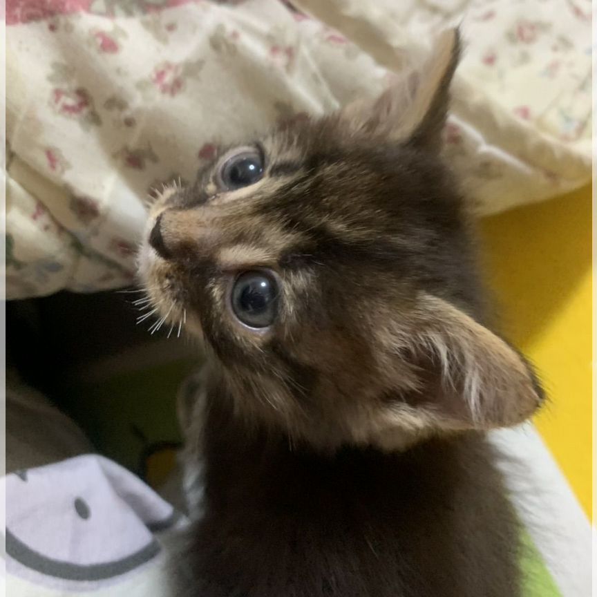 Котёнок в добрые руки