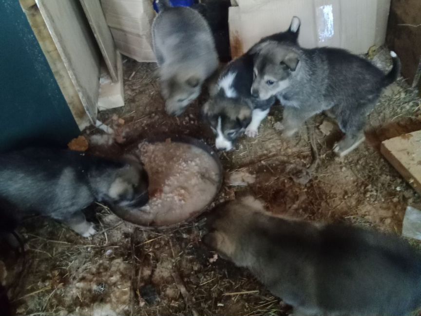 Щенки западно сибирской лайки