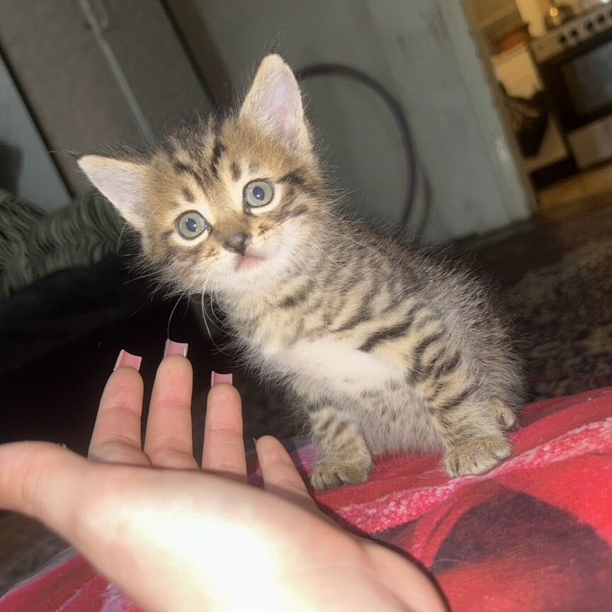 Отдам котят (от вас вкусяшки детям )