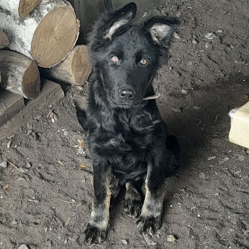 Немецкая овчарка, взрослый пёс