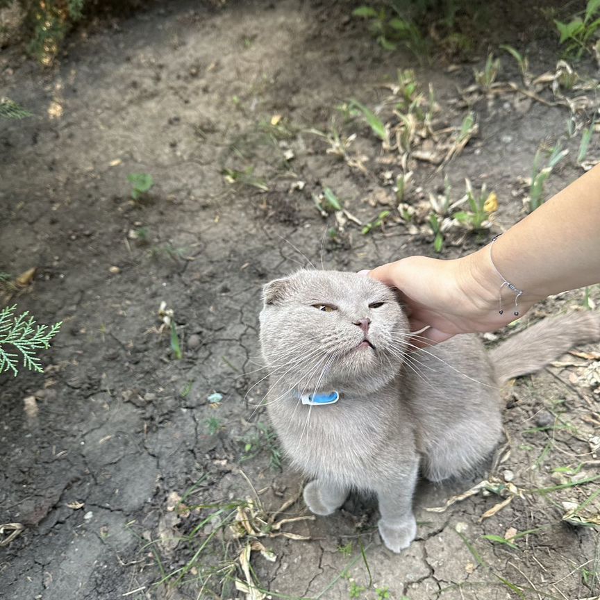 Котик в добрые руки