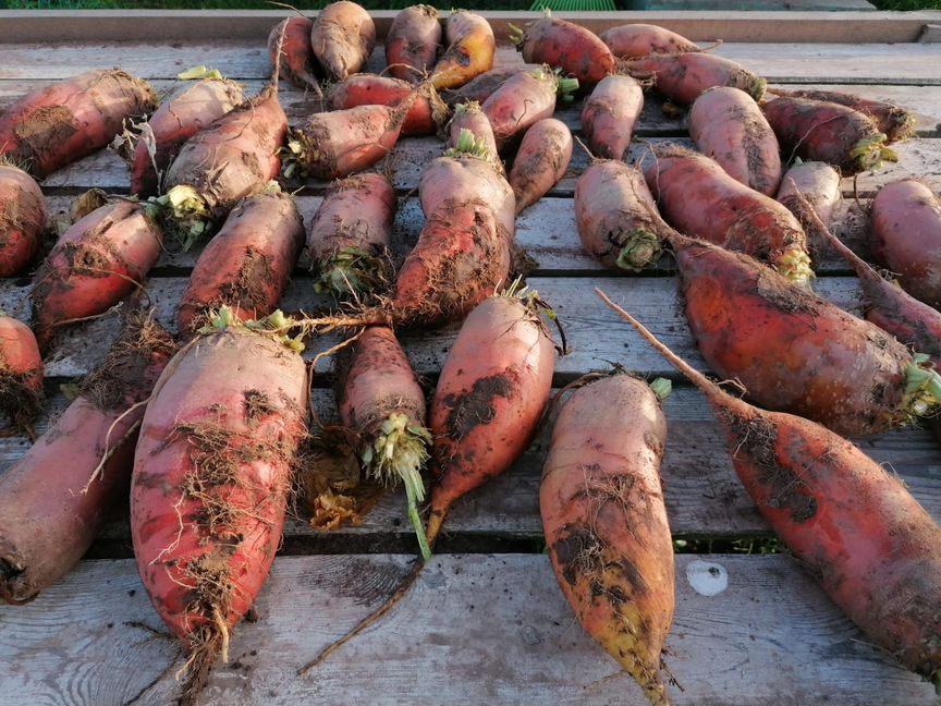Свекла кормовая