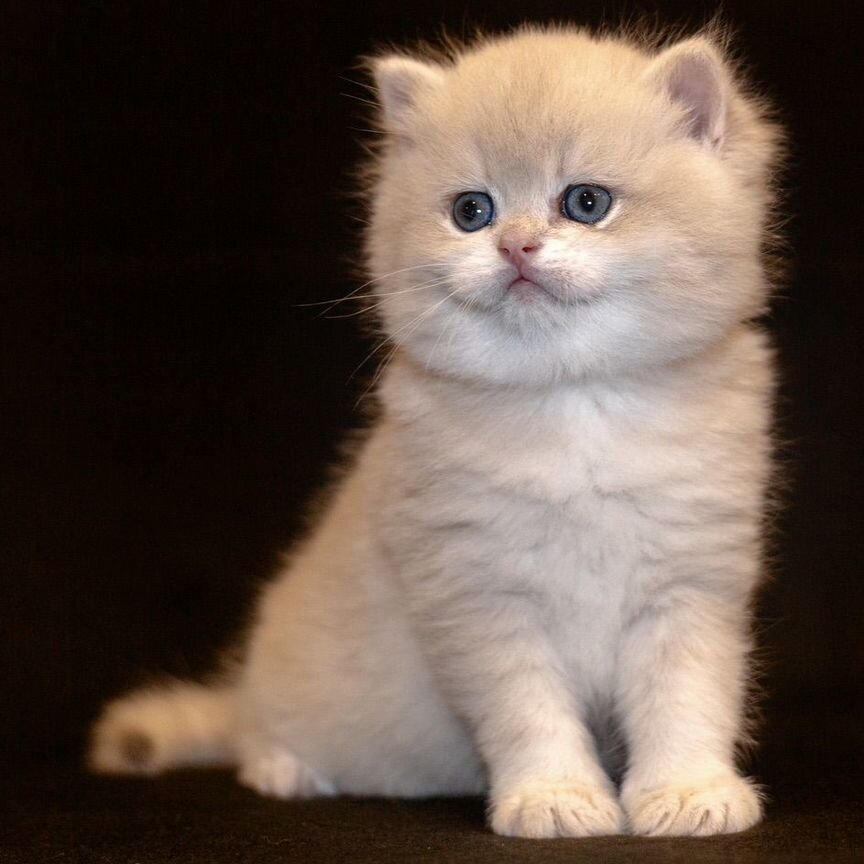 Британский короткошёрстный котёнок