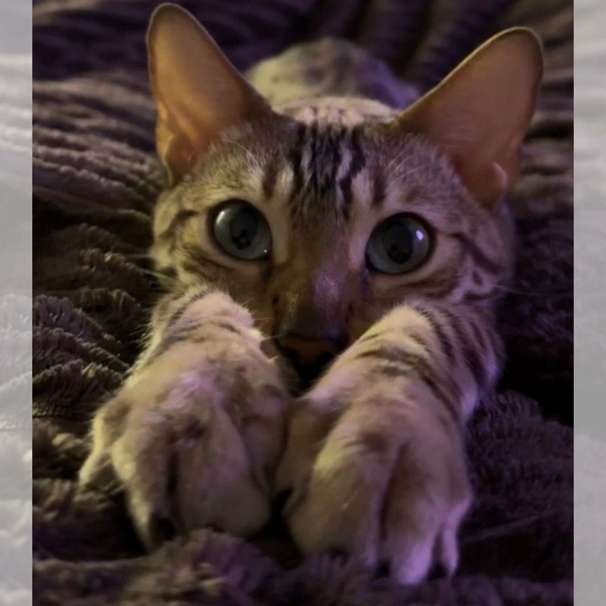 Бенгальская, взрослая кошка