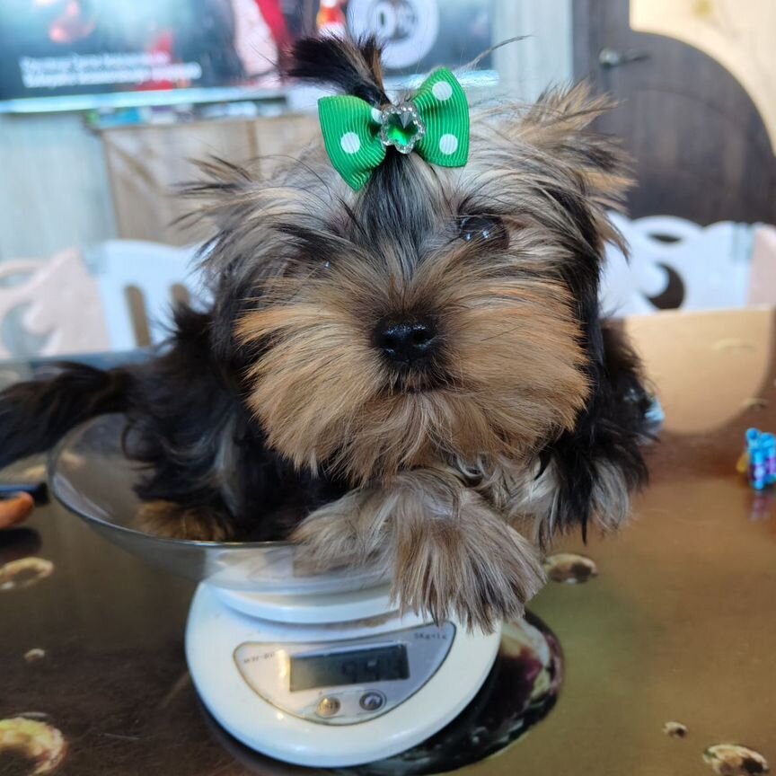 100% мини мальчик. Документы