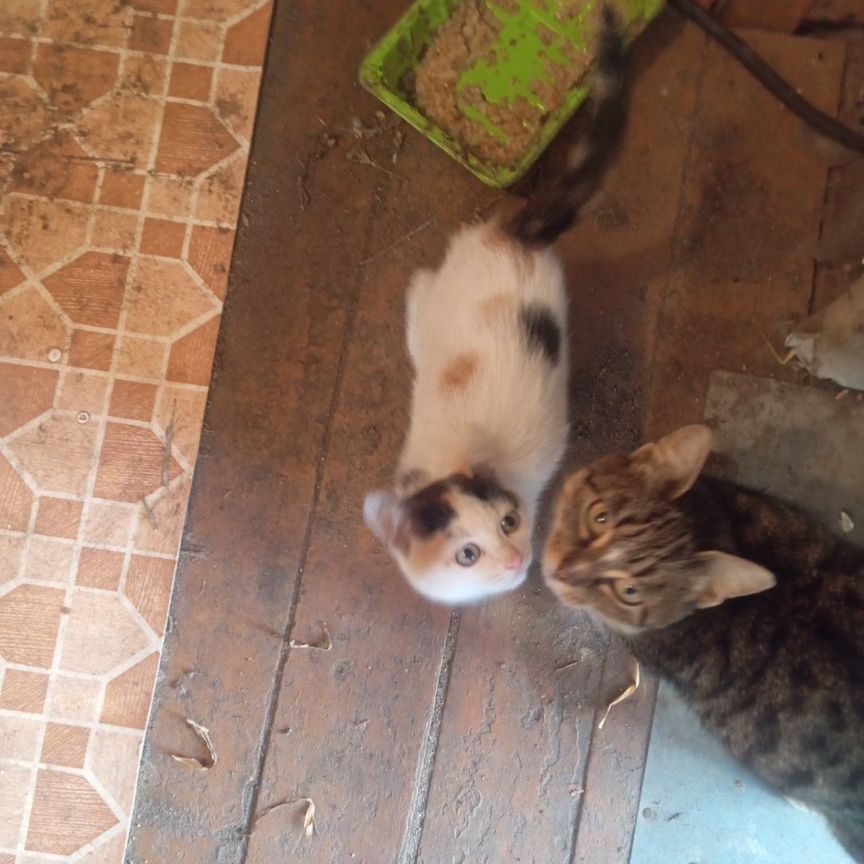 Котята в добрые руки бесплатно девочка