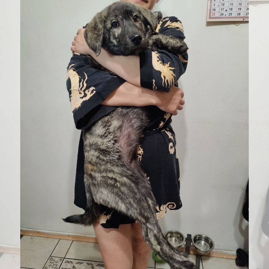 Щенок в добрые руки