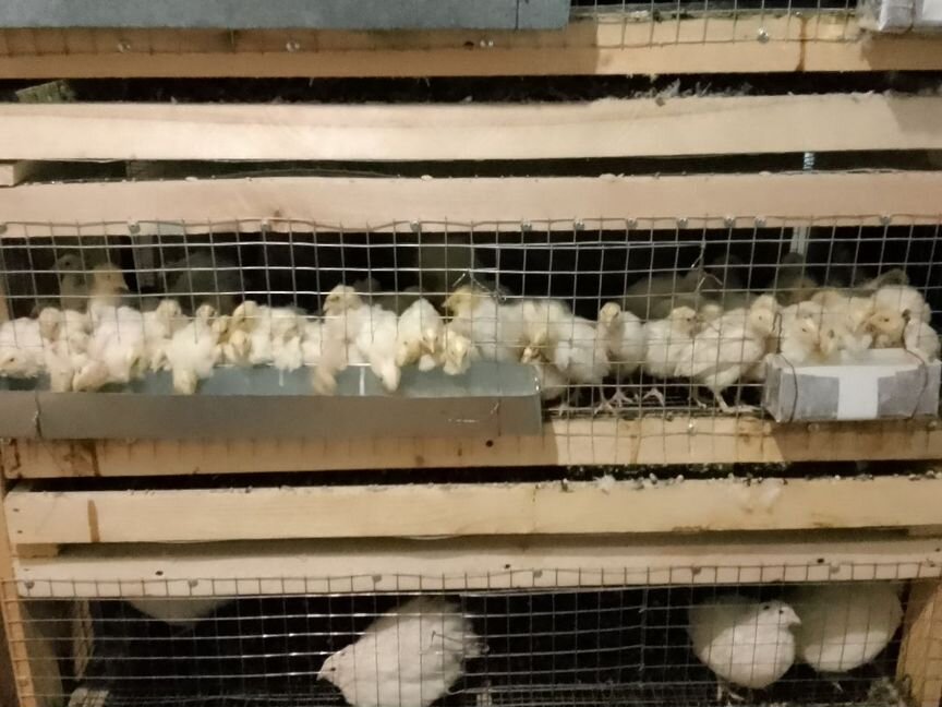 Перепела/Перепелята