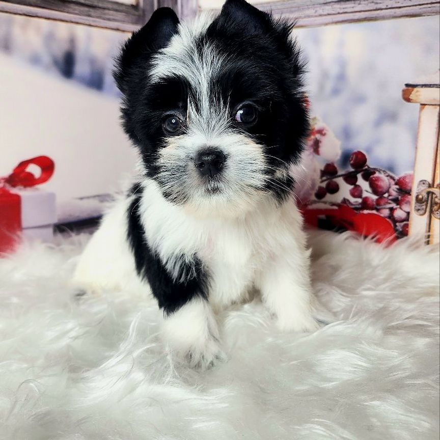 Бивер малыши