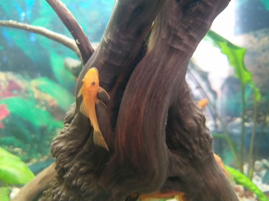 Сомик Анциструс супер ред (Ancistrus Super Red)