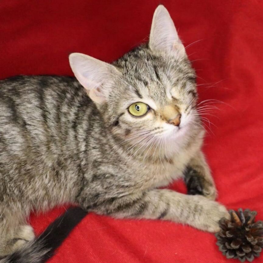 Одноглазую кошечку никто не замечает