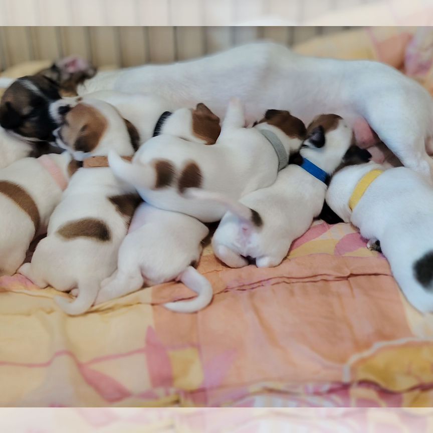 Джек-рассел-терьер, щенок