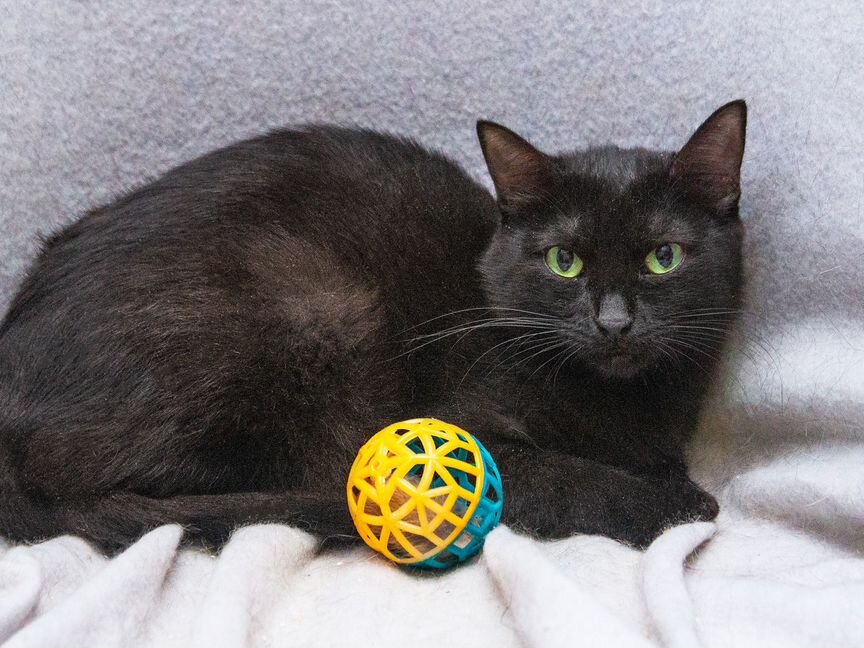 Молодая кошечка Сара в дар