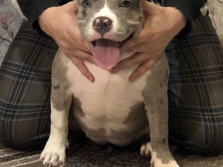 Американский булли в совладение