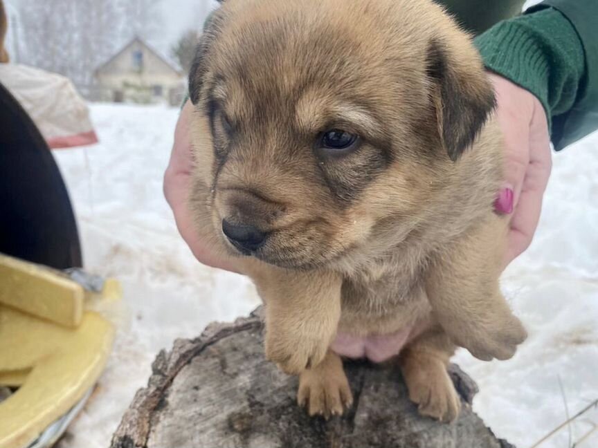 Щеночки крошки