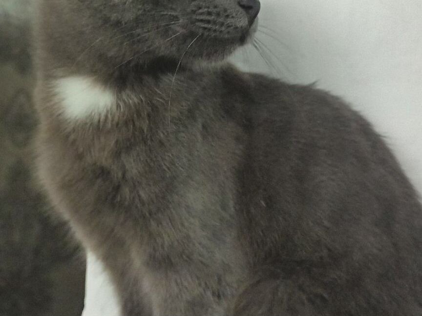 Кот веслауха